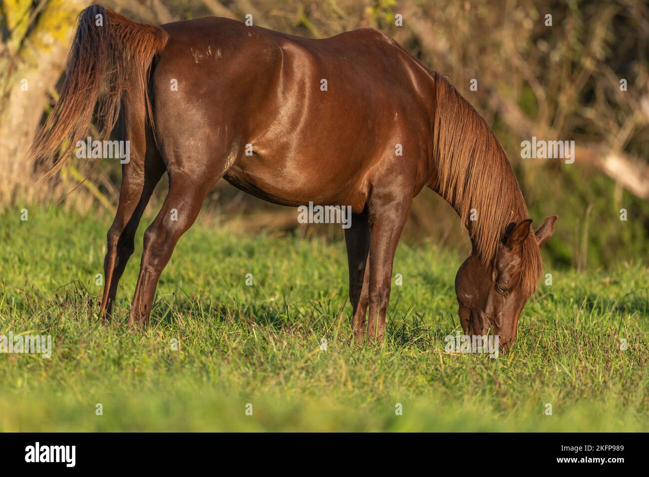 Horse portrait in a pasture in autumn. Alsace, France Stock Photo - Alamy