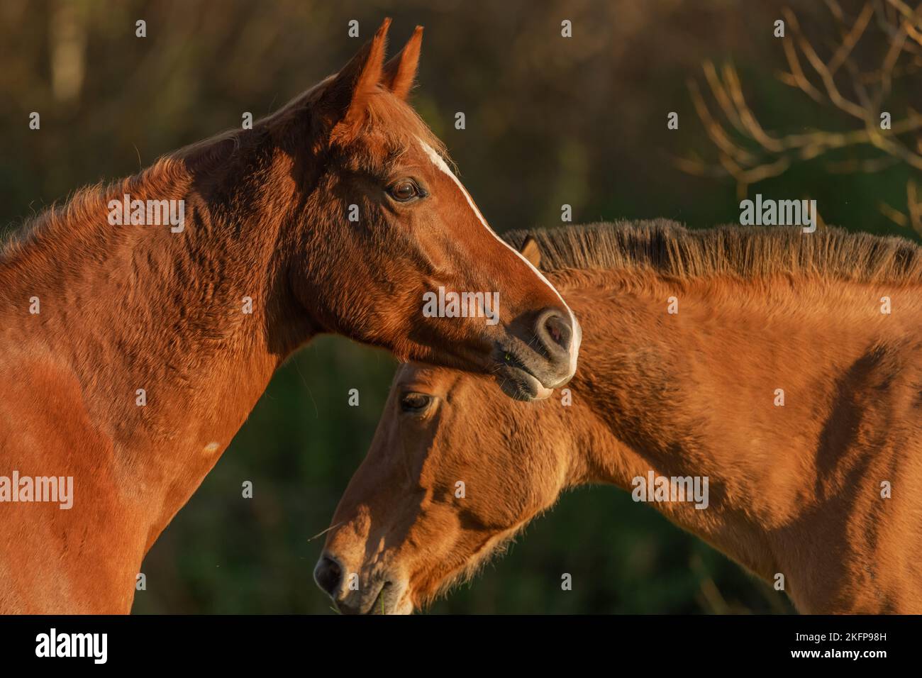 Horse portrait in a pasture in autumn. Alsace, France Stock Photo - Alamy