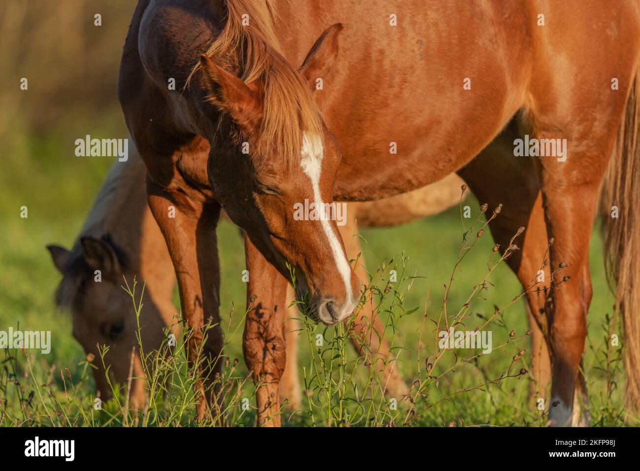 Horse portrait in a pasture in autumn. Alsace, France Stock Photo - Alamy