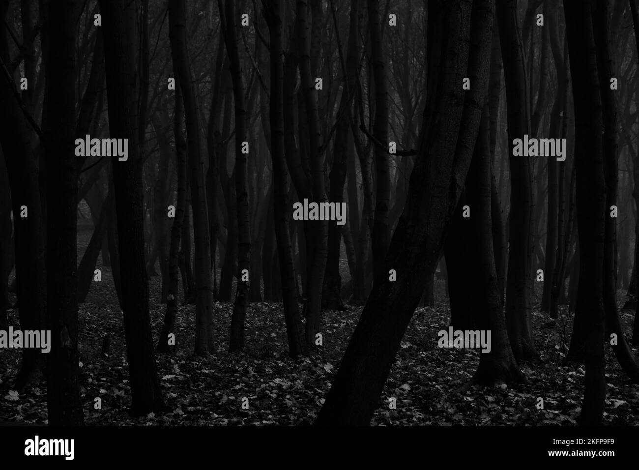 Dark silhouettes trees gloomy autumn forest in black and white photo ...