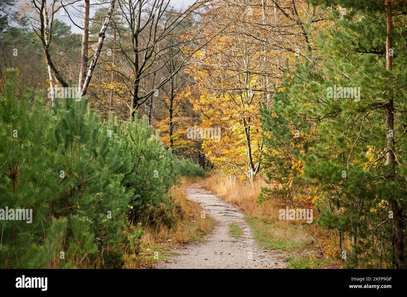 Narrow sandy hiking trail in a forest with beech, birch and pine trees ...