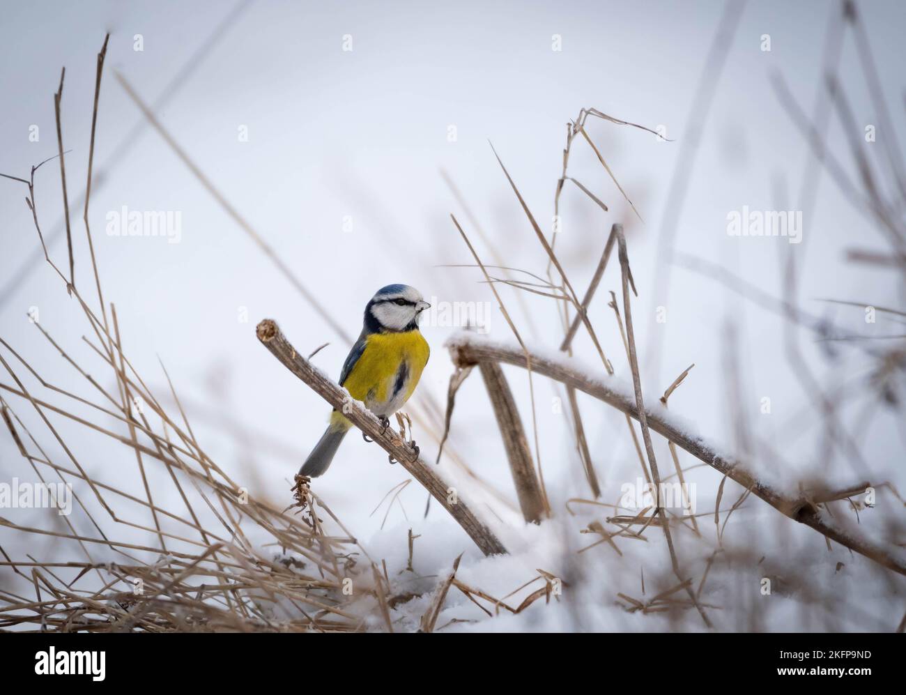 A beautiful closeup of a great tit on the snowy branch Stock Photo - Alamy