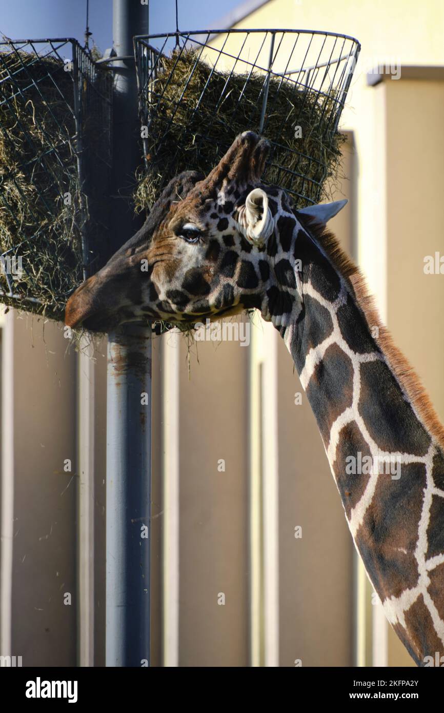 Giraffe giraffes feeder hi-res stock photography and images - Alamy