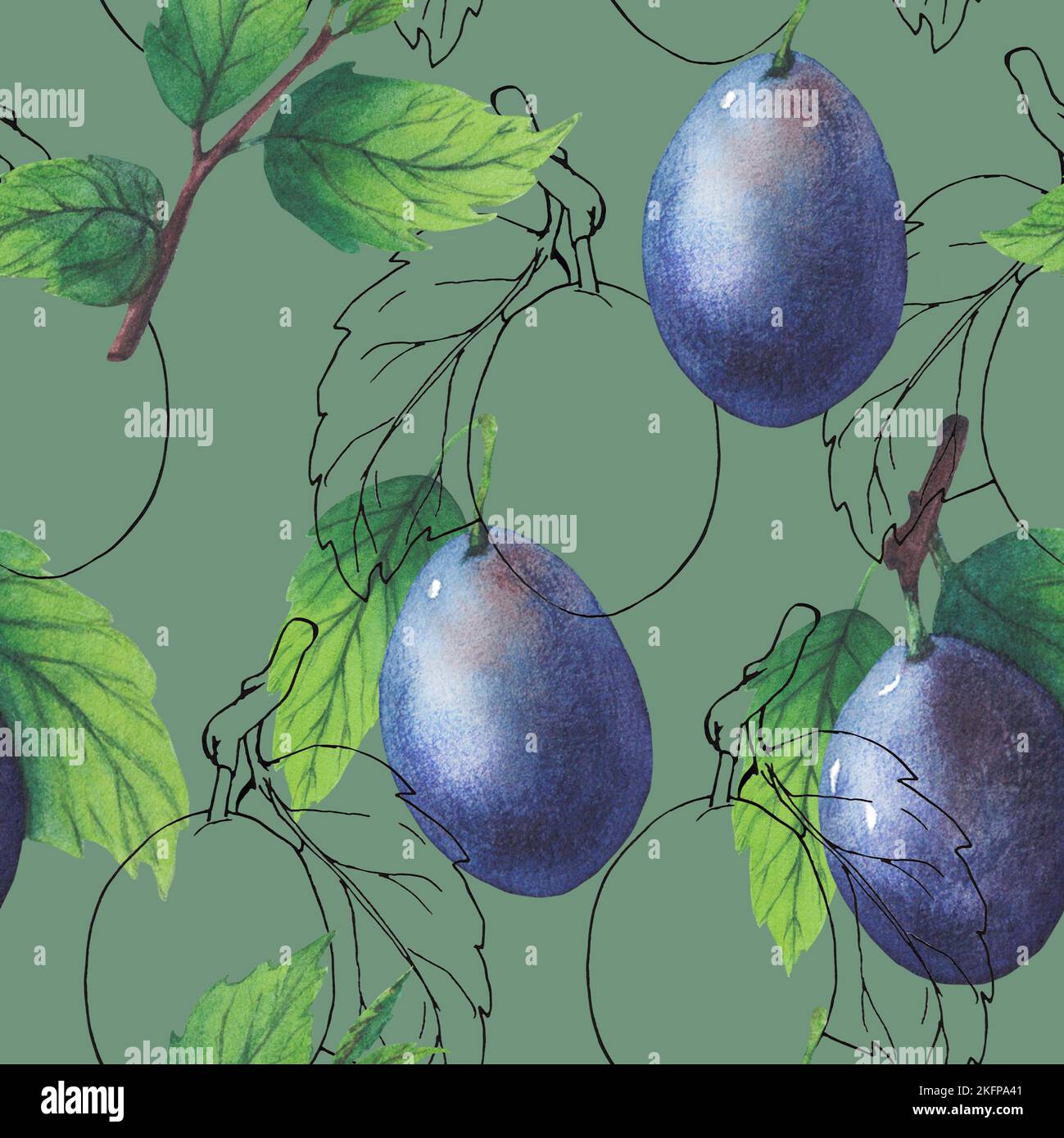 Hand drawn watercolor plum and leaves isolated on white background ...