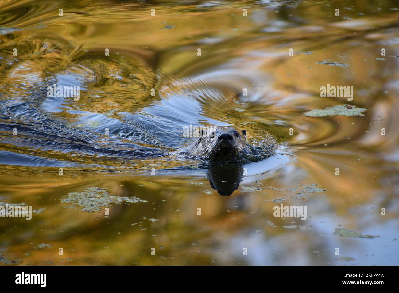 A closeup shot of a wet river otter swimming in a creek in California ...