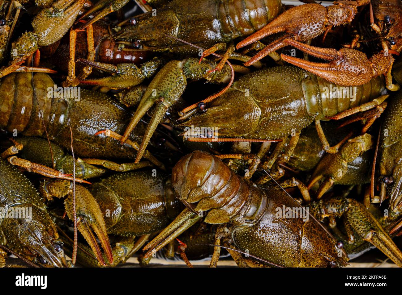 Background, live river crayfish close up Stock Photo - Alamy