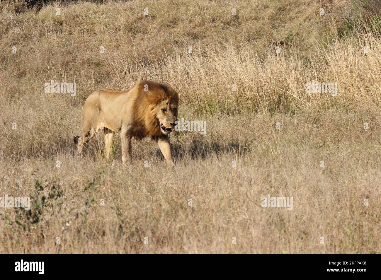 A lion in the grass in Kruger National Park, South Africa Stock Photo ...