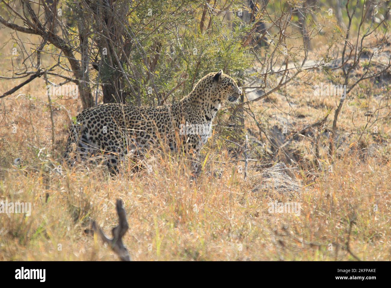 A leopard in the grass in Kruger National Park, South Africa Stock ...