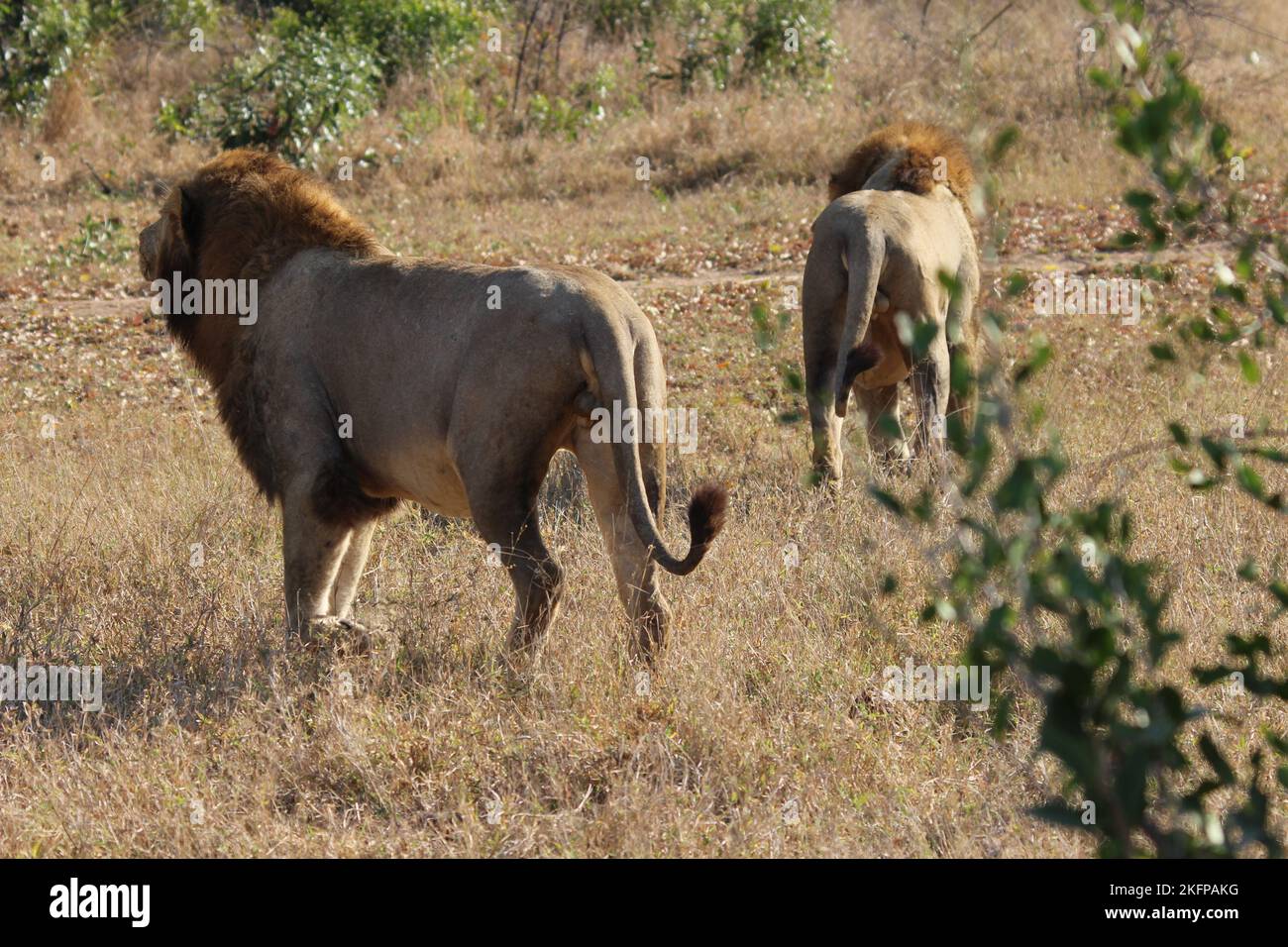 A back view of two lion in Kruger National Park, South Africa Stock ...
