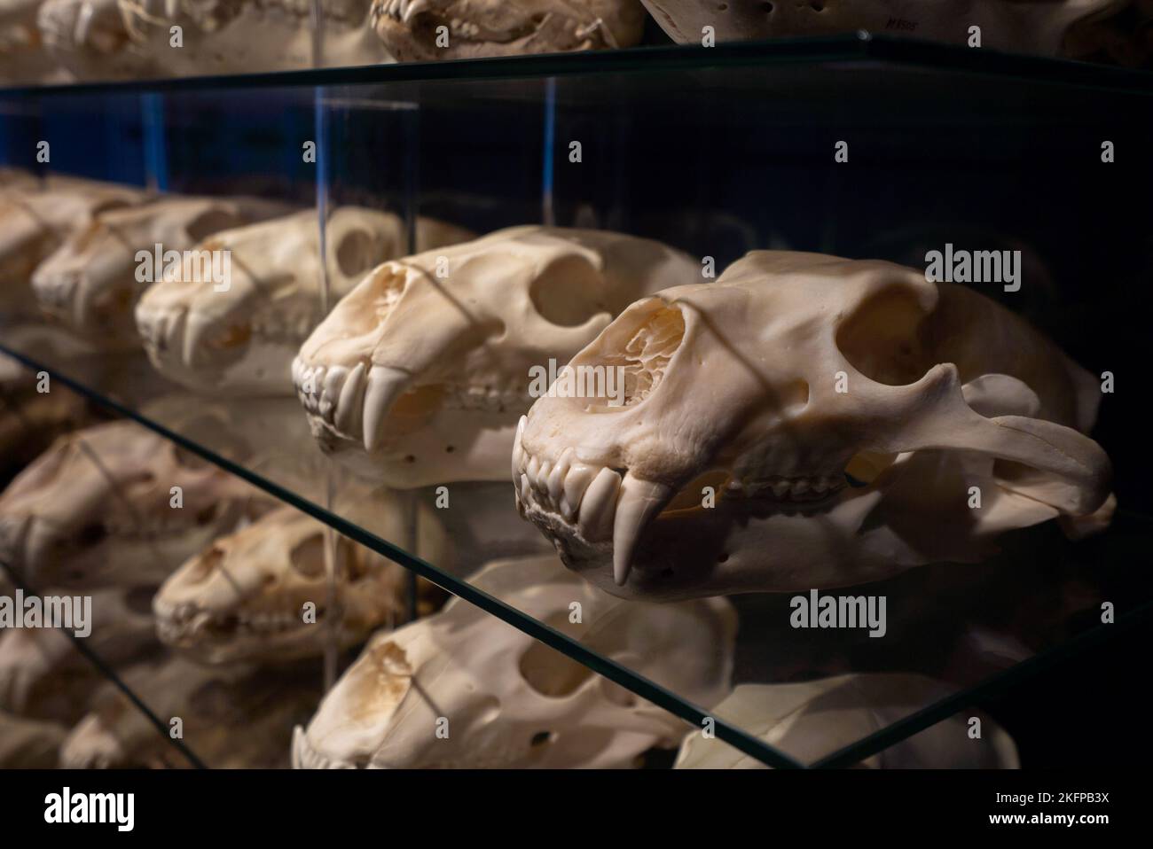 Polar Bear Skulls on Display at the Natural History Museum of Denmark ...