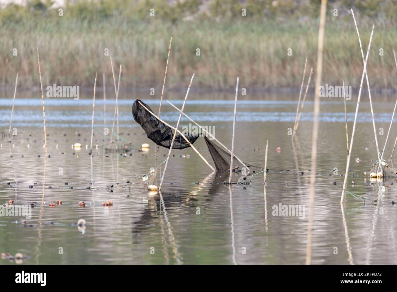 A black fishing net hanging on water plants sticking out of water Stock ...