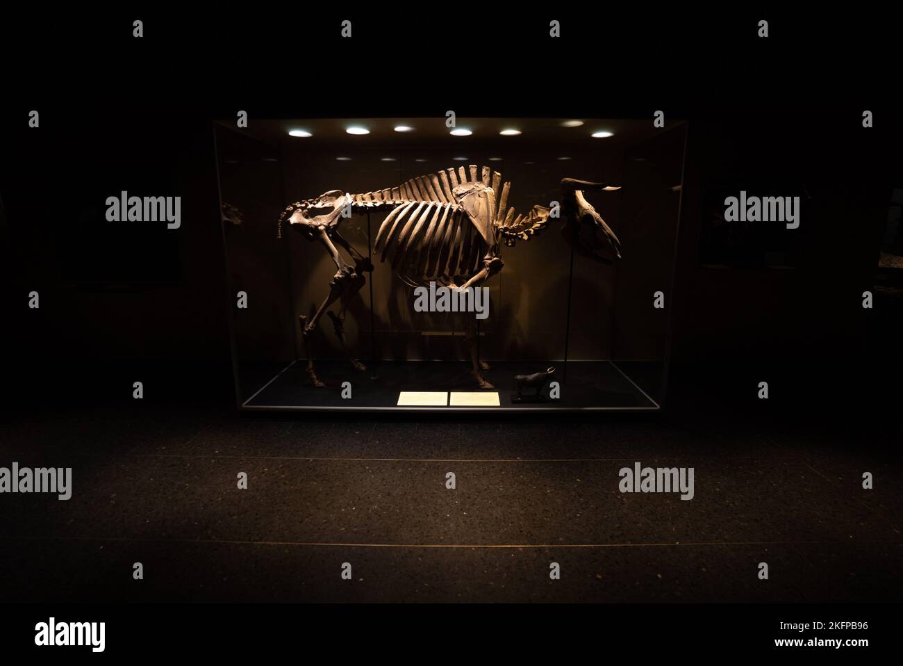 Skeleton of an Aurochs Bull on Display at the University of Copenhagen ...