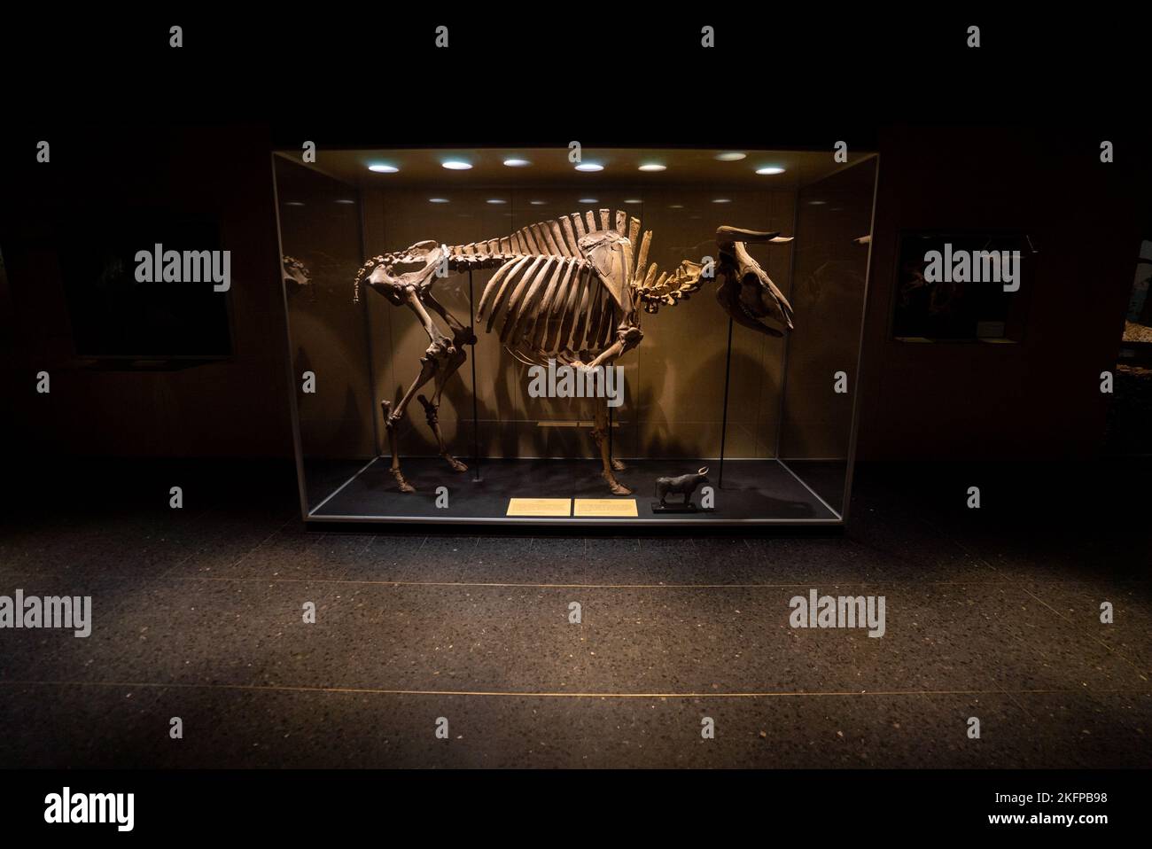 Skeleton of an Aurochs Bull on Display at the University of Copenhagen ...