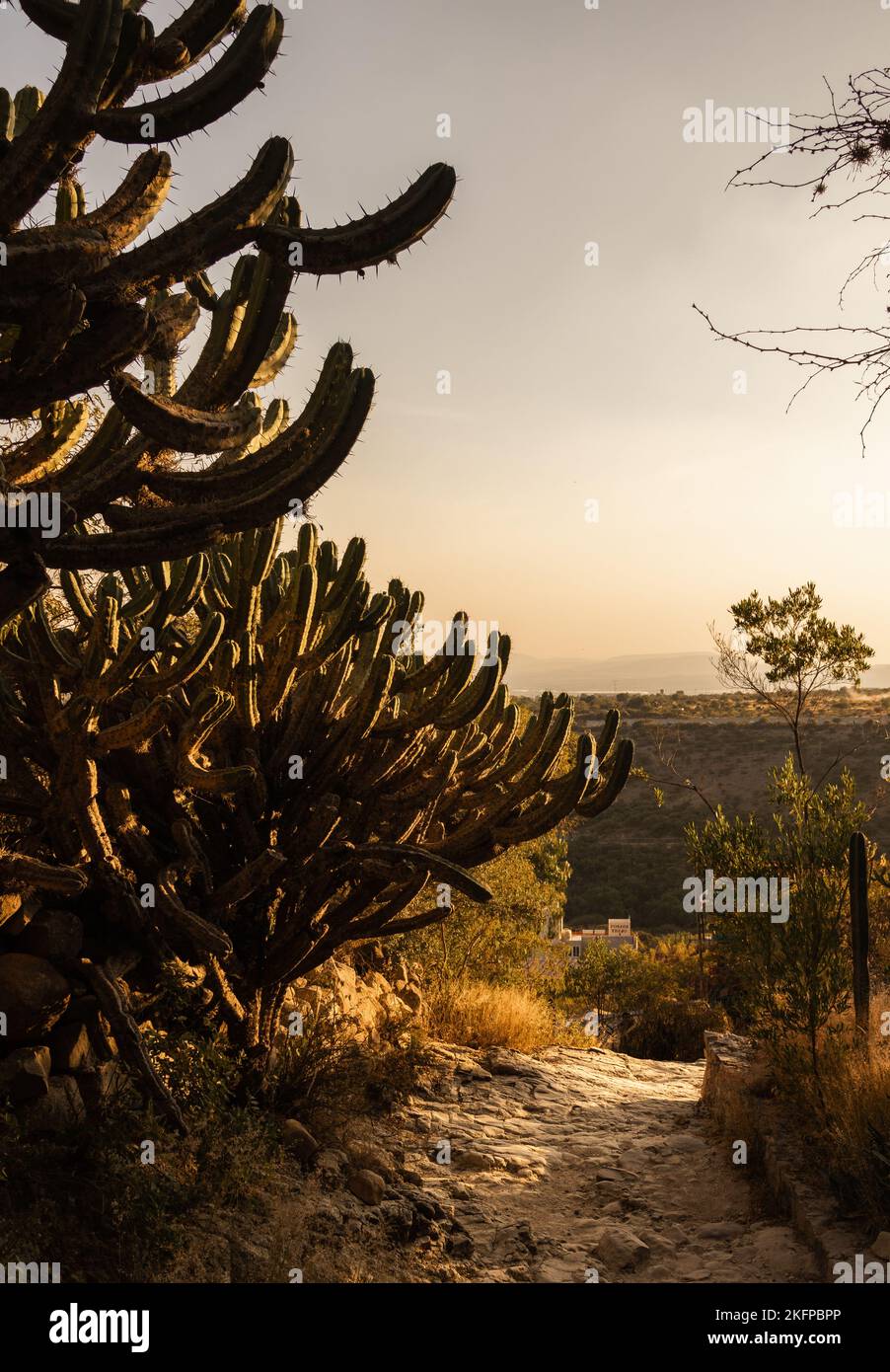 Golden hour light shining on the "churro" cacti on the rocky path up to ...
