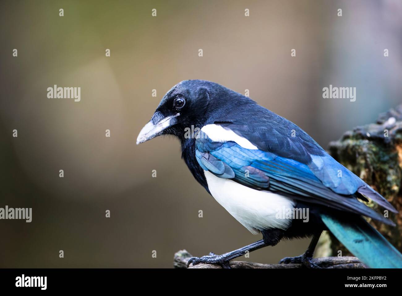 Predominately black plumage hi-res stock photography and images - Alamy