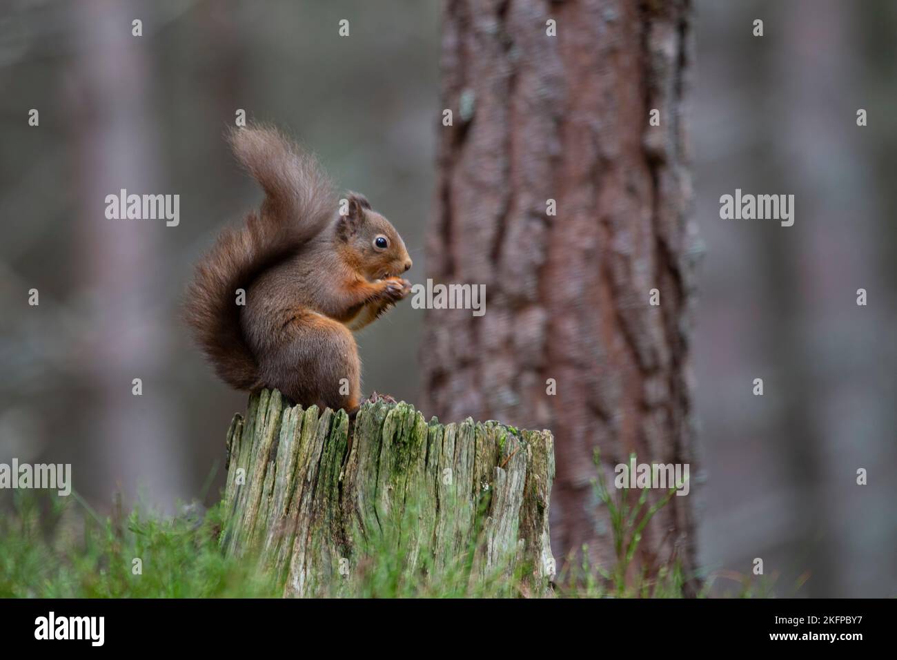 An Eurasian Red Squirrel Sciurus vulgaris with a bushy winter tail ...
