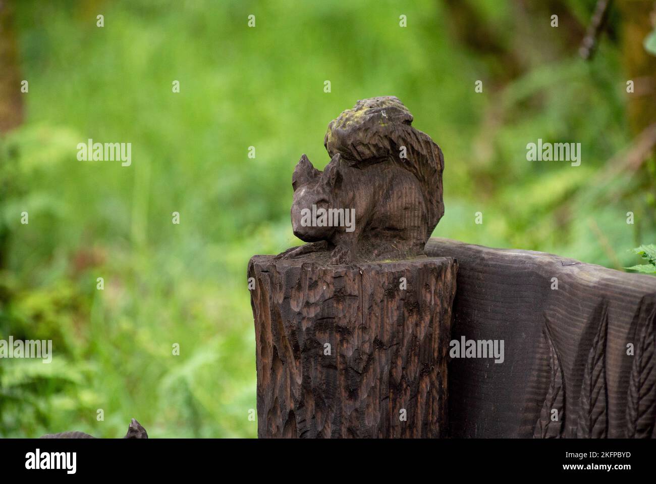 Wood carving of a Red Squirrel on a wooden bench at RSPB Loch Lomond ...