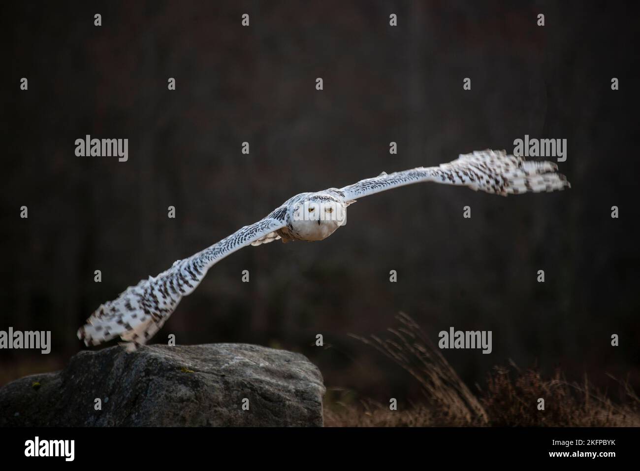 Snowy Owl Bubo scandiacus under controlled conditions flying beside a ...