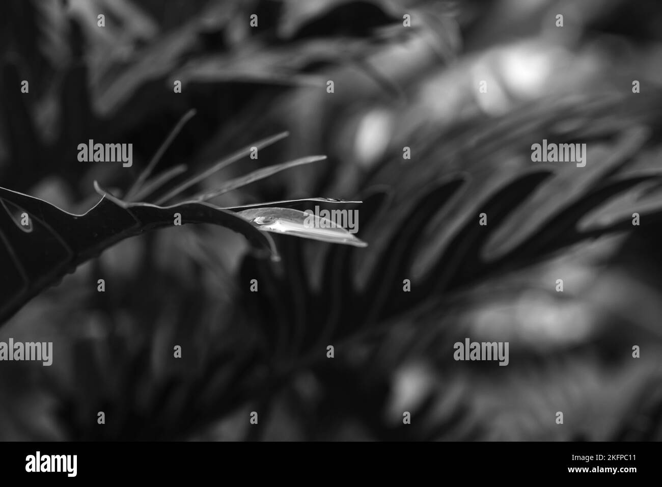 A grayscale shot of lacy tree philodendron (Philodendron Selloum ...