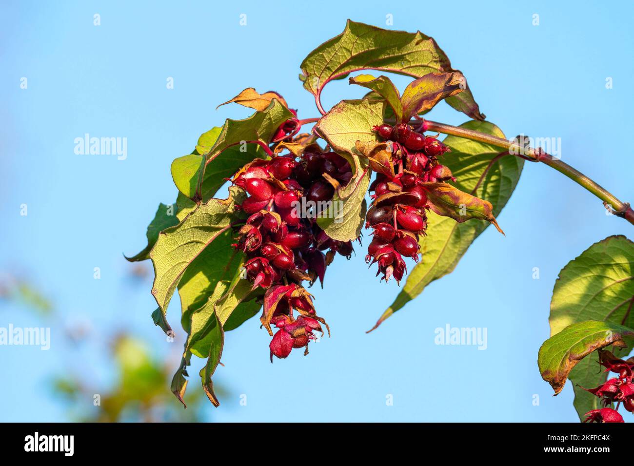 Leycesteria formosa a red purple summer autumn fall flowering shrub ...