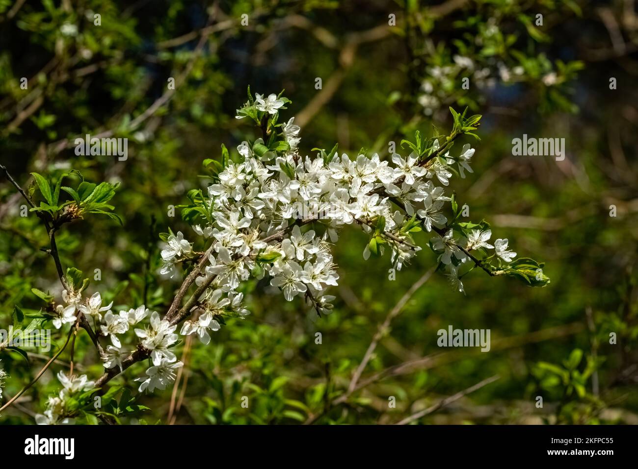 Blackthorn blossom (Prunus spinosa) a spring flowering shrub plant with ...
