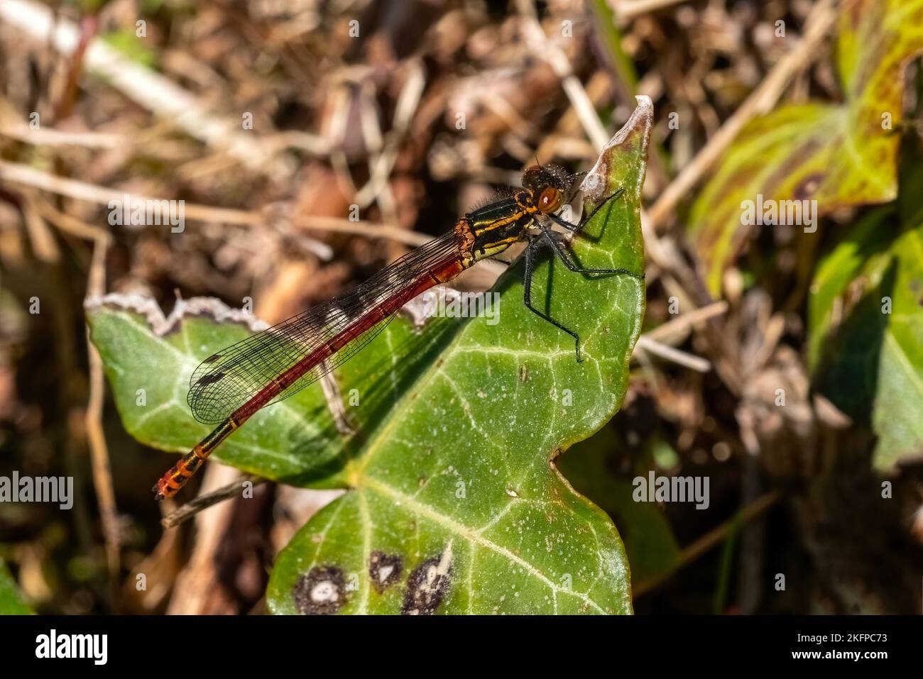 Large Red Damselfly male (Pyrrhosoma nymphula) a common insect species ...