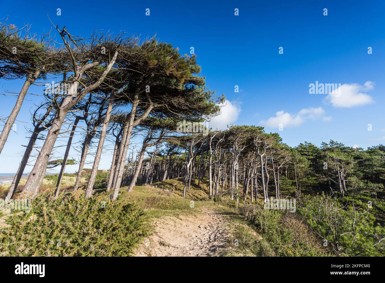 Wind swept pine trees mark the edge of Formby pine woods pictured next ...