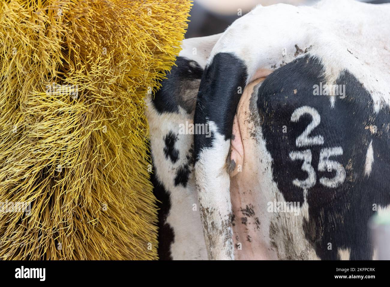 Dairy cow using a brush type scratching post, Dumfries, UK Stock Photo ...