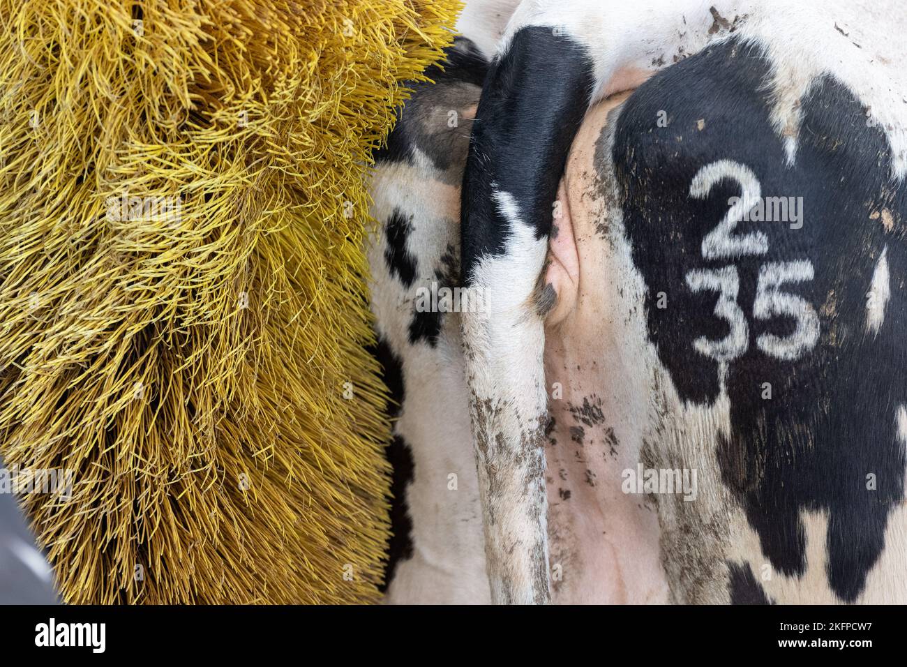 Dairy cow using a brush type scratching post, Dumfries, UK Stock Photo ...