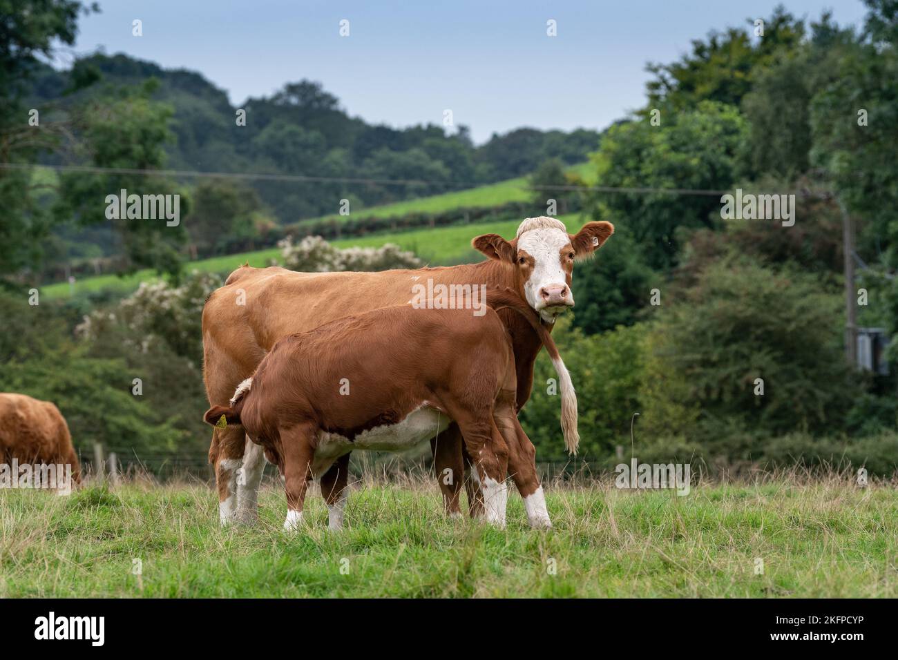 Well grown calf suckling its mother on lush pasture, North Yorkshire ...