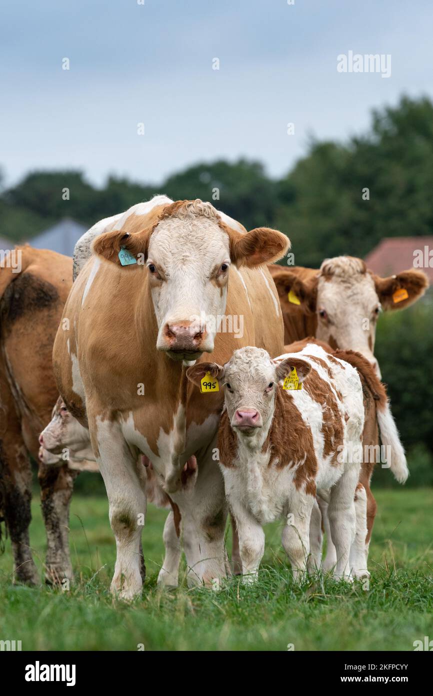 Simmental cows and calves in pasture, North Yorkshire, UK Stock Photo ...
