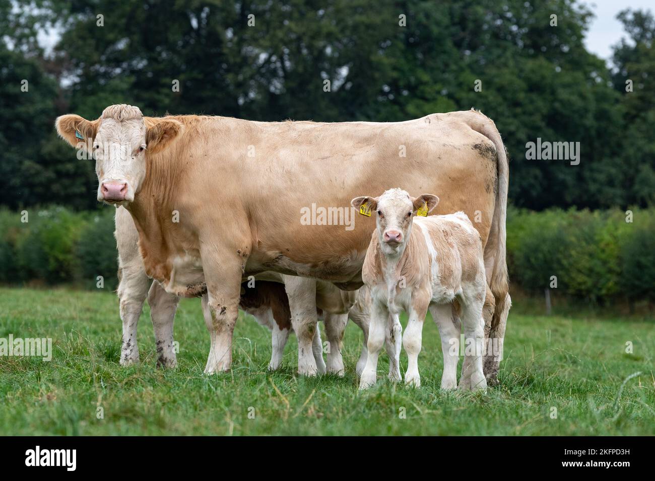 Simmental cows and calves in pasture, North Yorkshire, UK Stock Photo ...