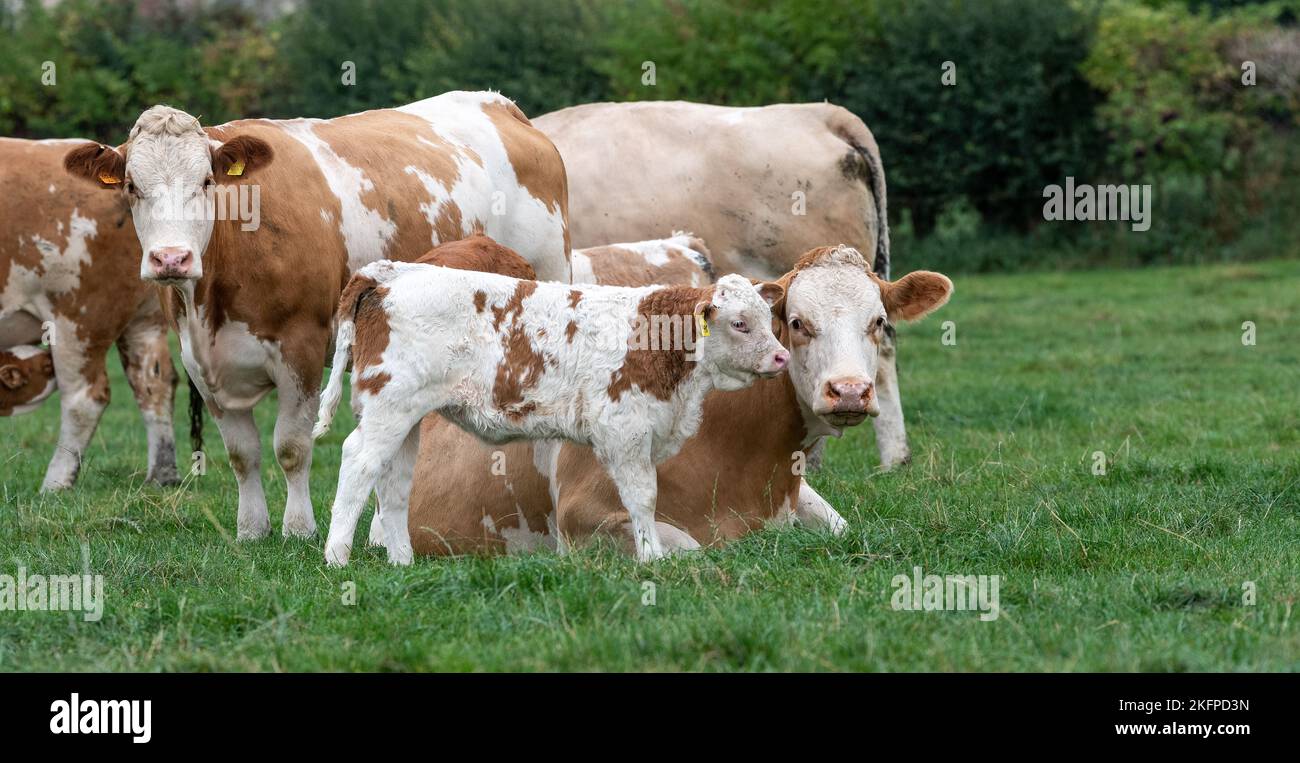 Simmental cows and calves in pasture, North Yorkshire, UK Stock Photo ...