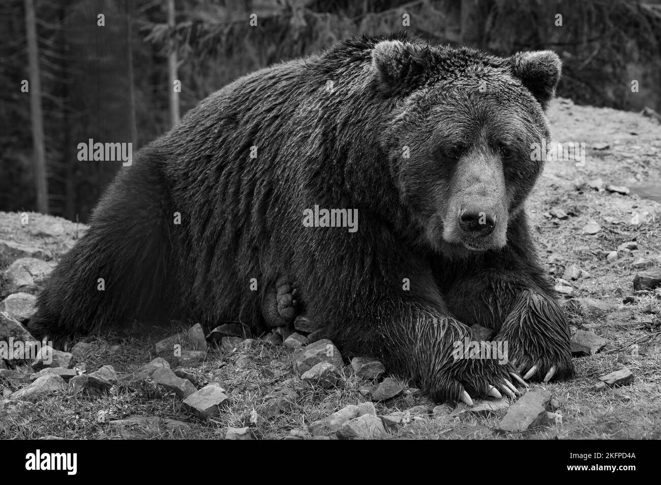 Chill grizzly bear Black and White Stock Photos & Images - Alamy