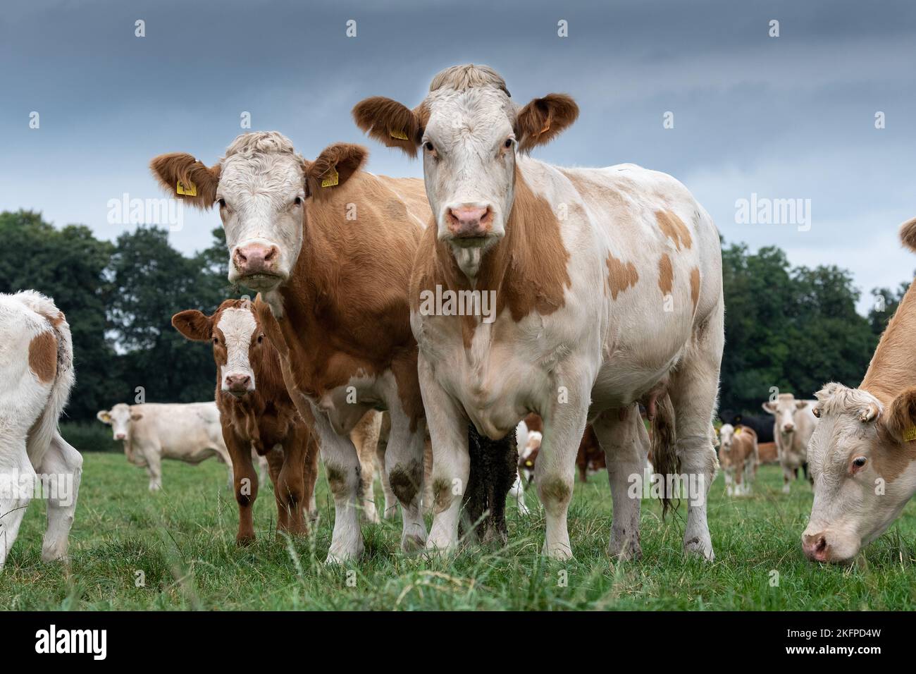 Simmental cows and calves in pasture, North Yorkshire, UK Stock Photo ...