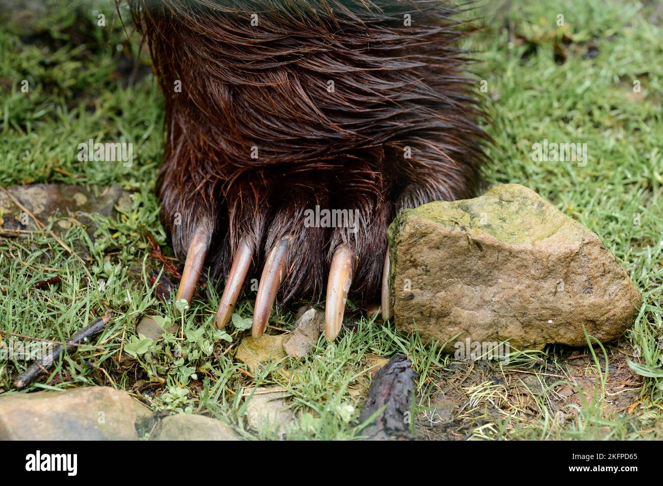 Brown bear paw and claws close up, predator and his weapon Stock Photo ...
