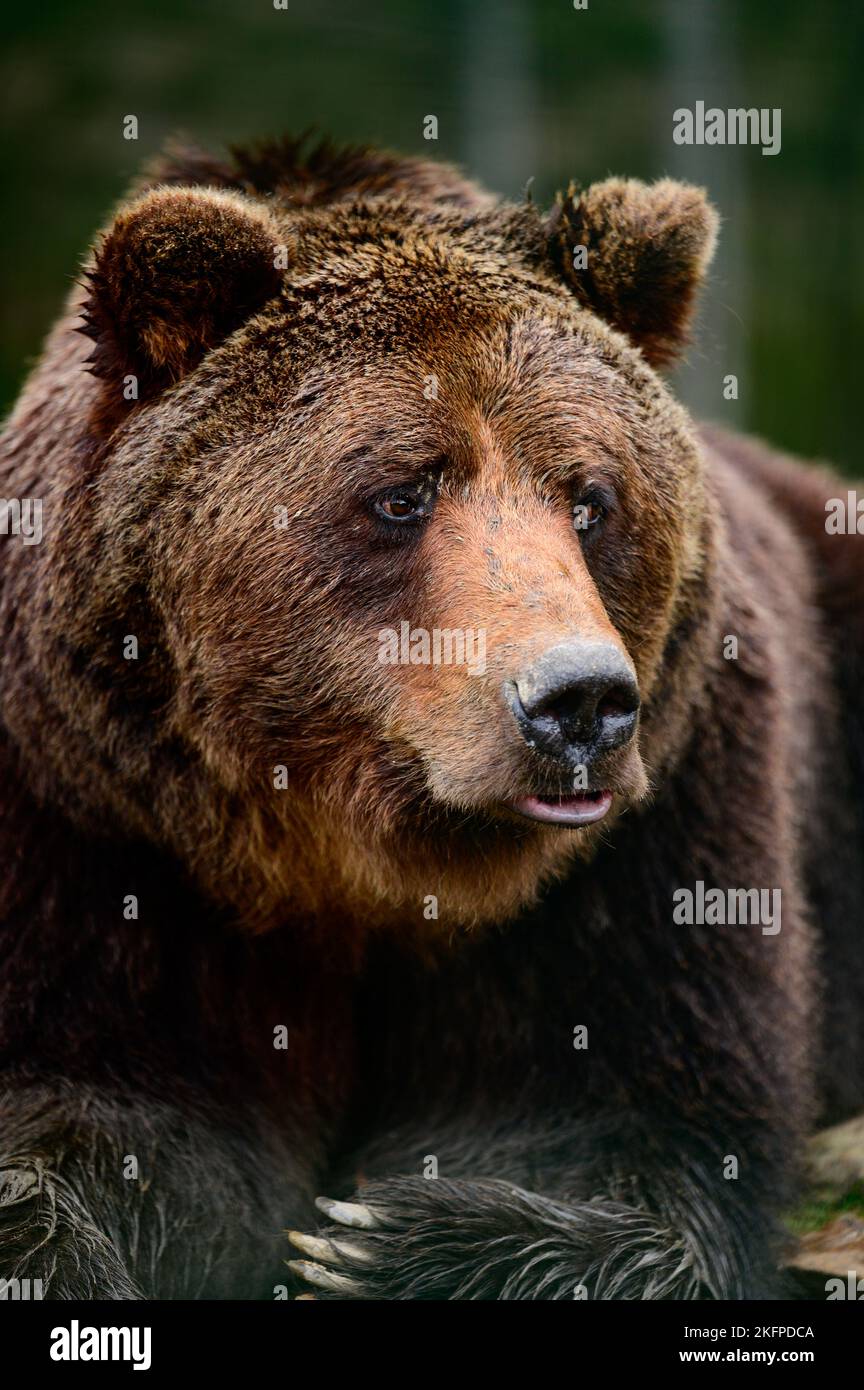 Brown bear is a wild and dangerous animal, rest after a walk, bears of ...
