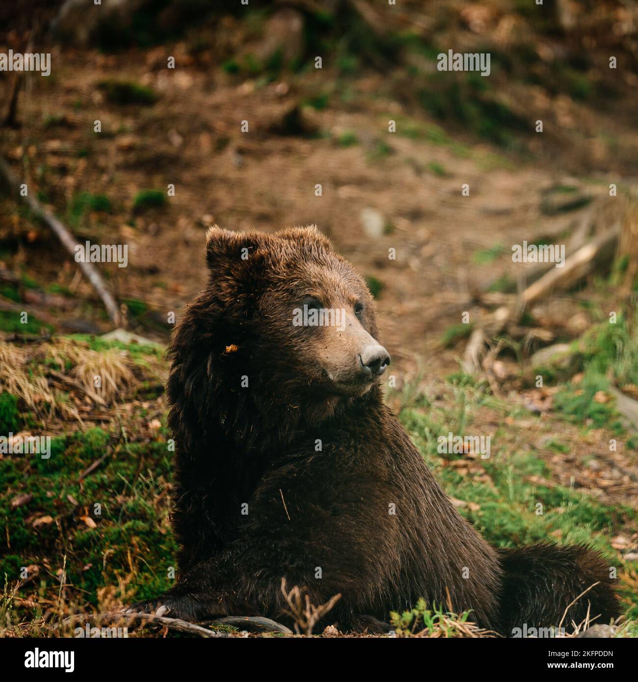 Portrait of a big brown bear in the woods on a walk, one bear on a ...