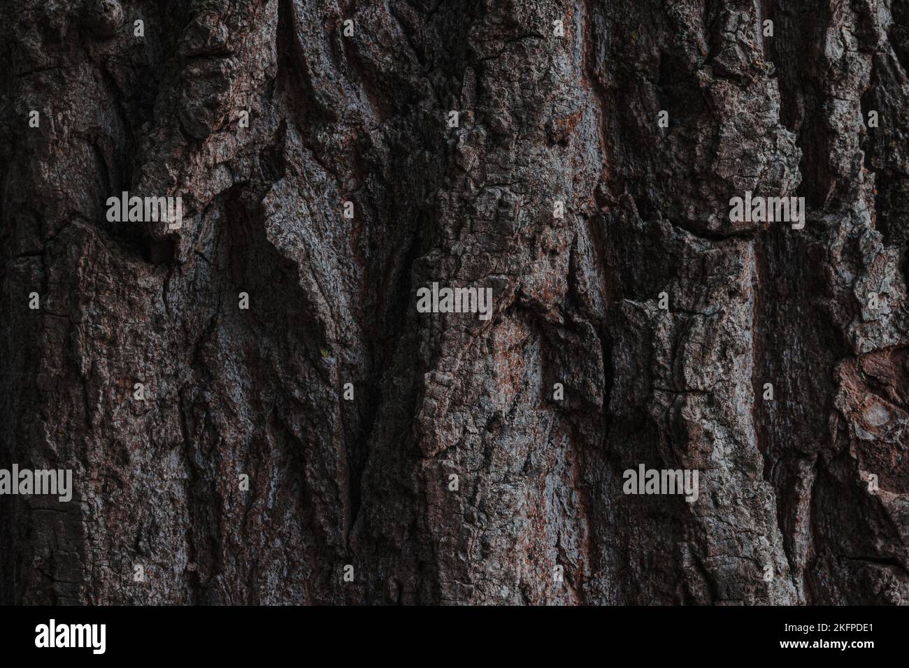 Tree bark. Wood texture. Tree bark texture pattern Stock Photo - Alamy