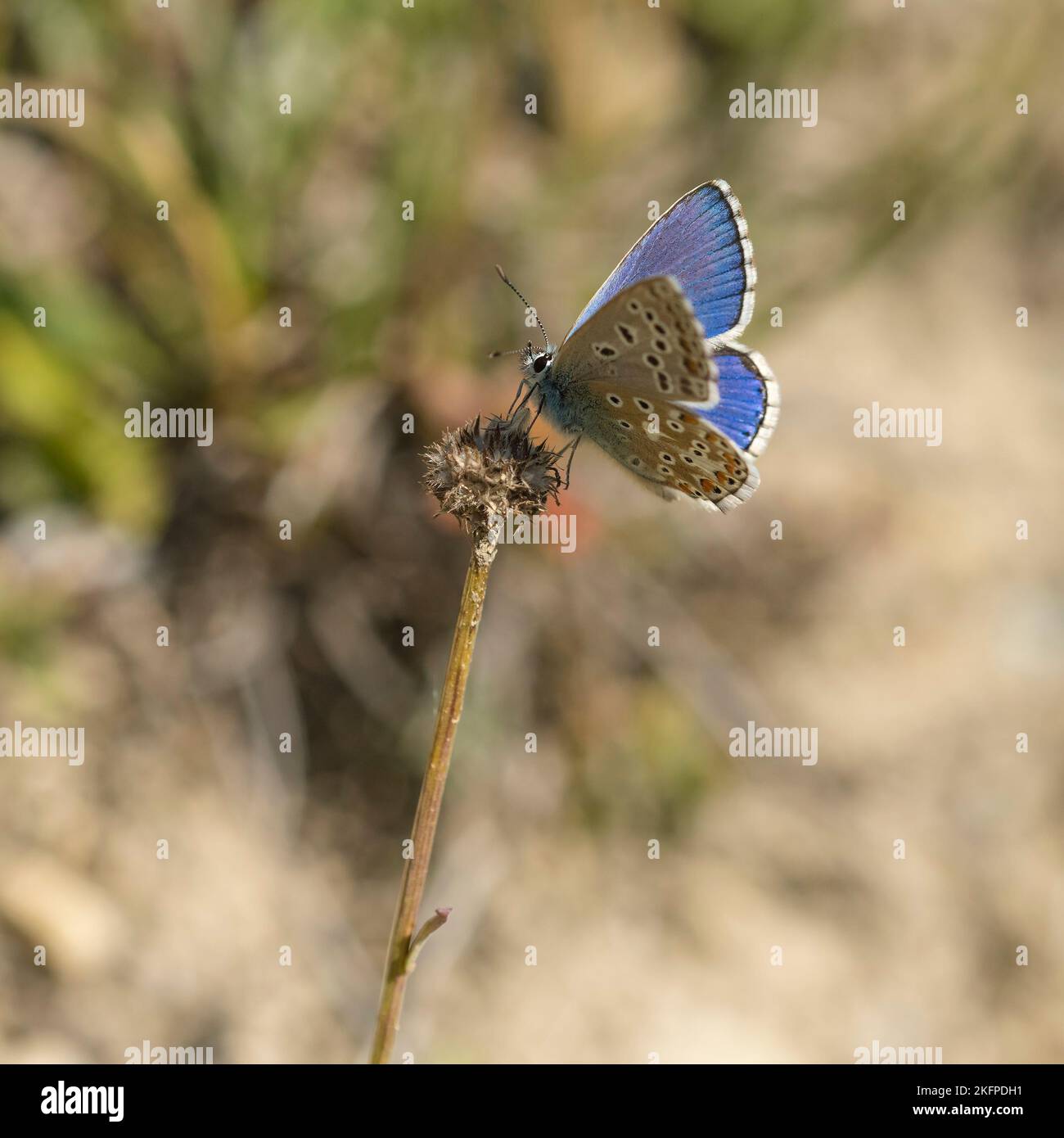 Adonis Blue (Lysandra bellargus) butterfly male resting on withered ...