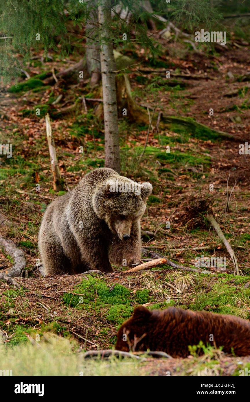Two large brown bears rest in the forest, residents of the Ukrainian ...