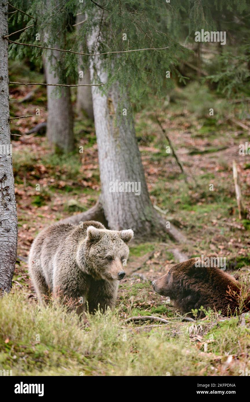 Two large brown bears rest in the forest, residents of the Ukrainian ...