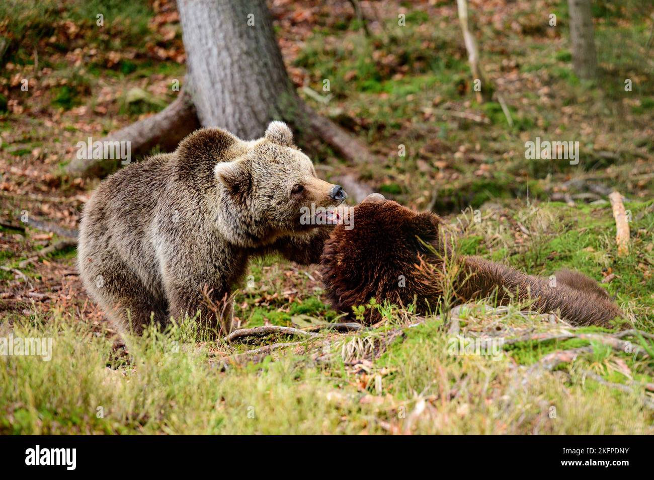 A predatory bear that goes into hibernation, early spring and brown ...