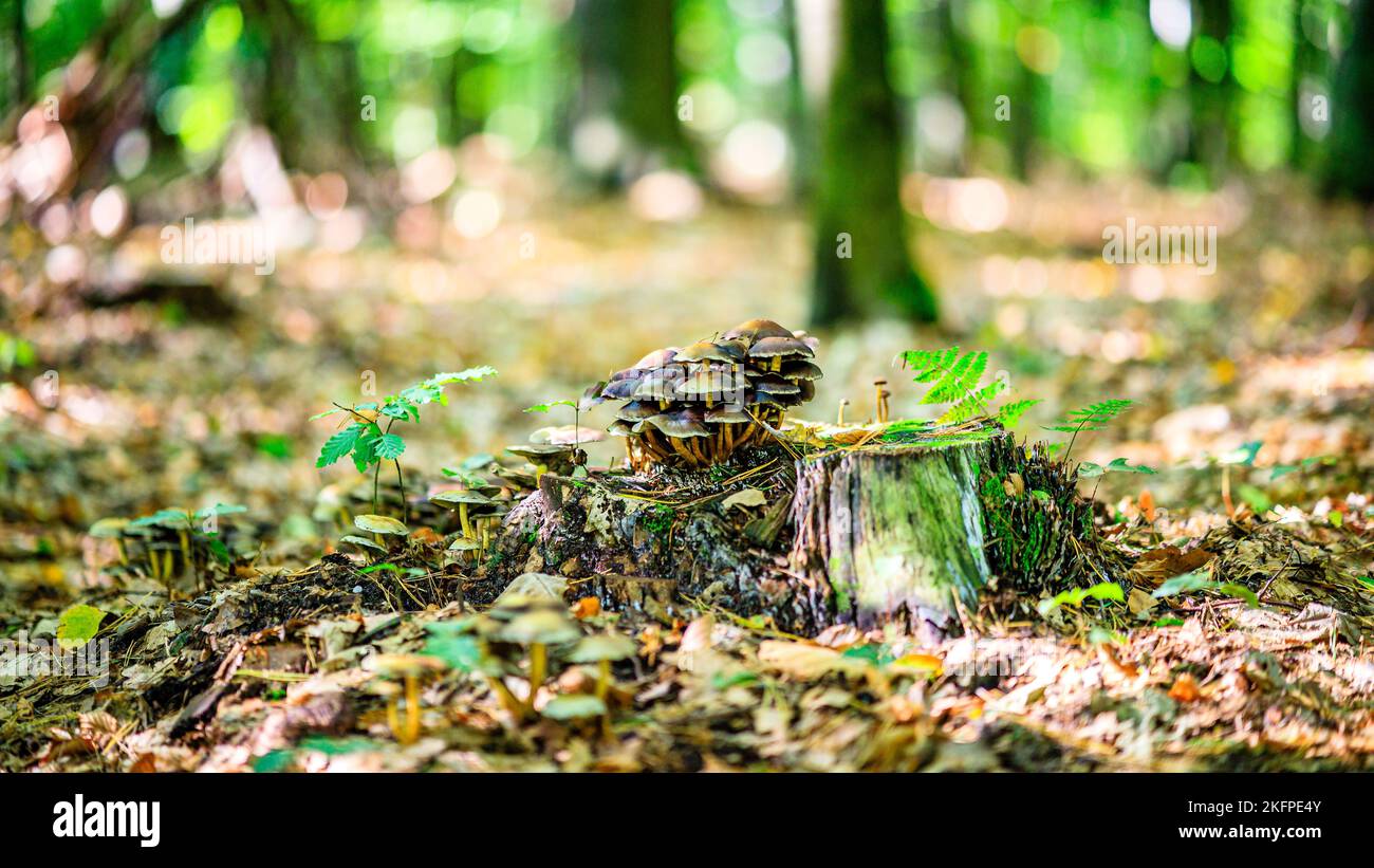 A mossy tree stump with wild mushrooms growing beside it in a green ...