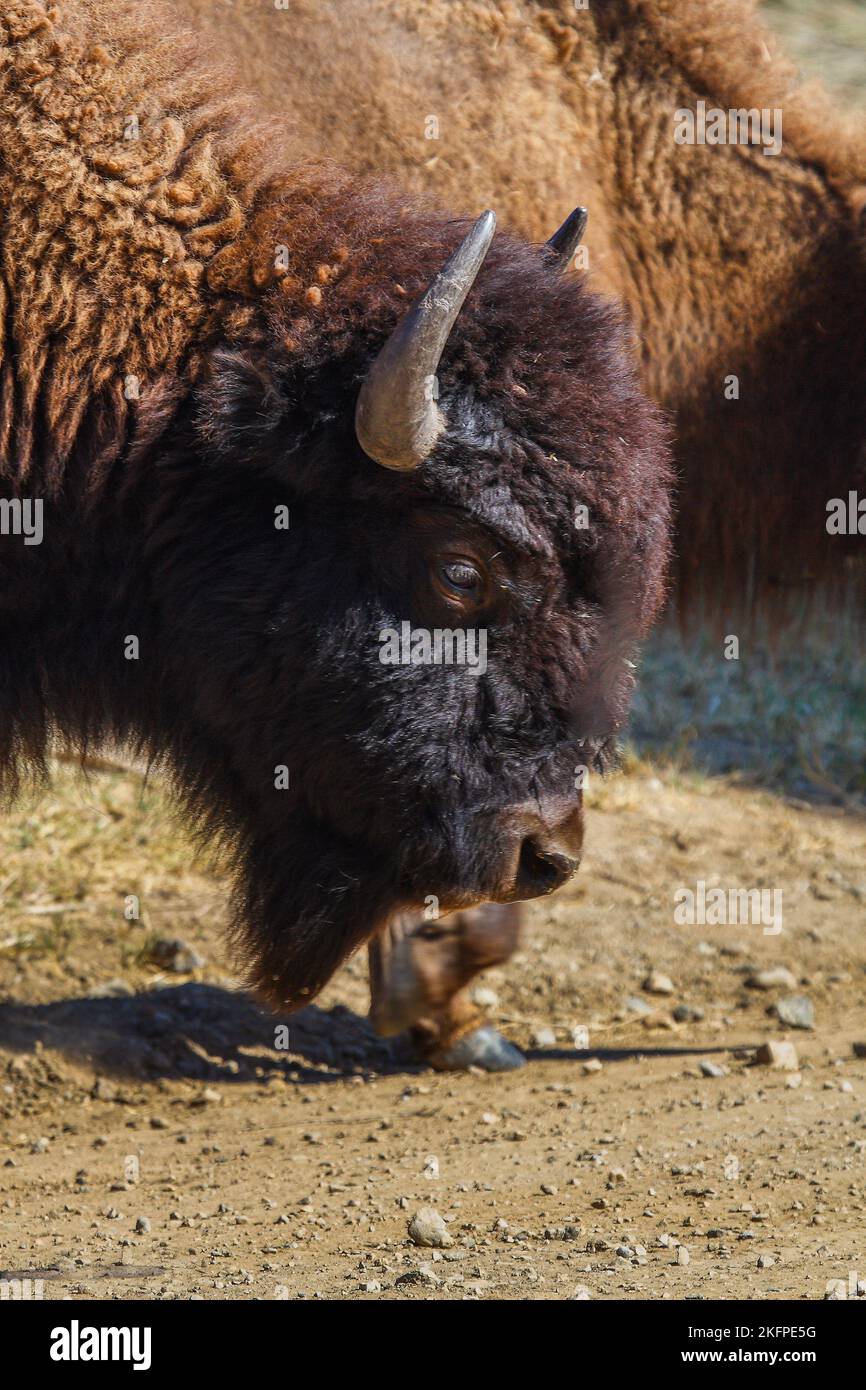 Bison / buffalo on Catalina Island off the coast of California ; USA ...
