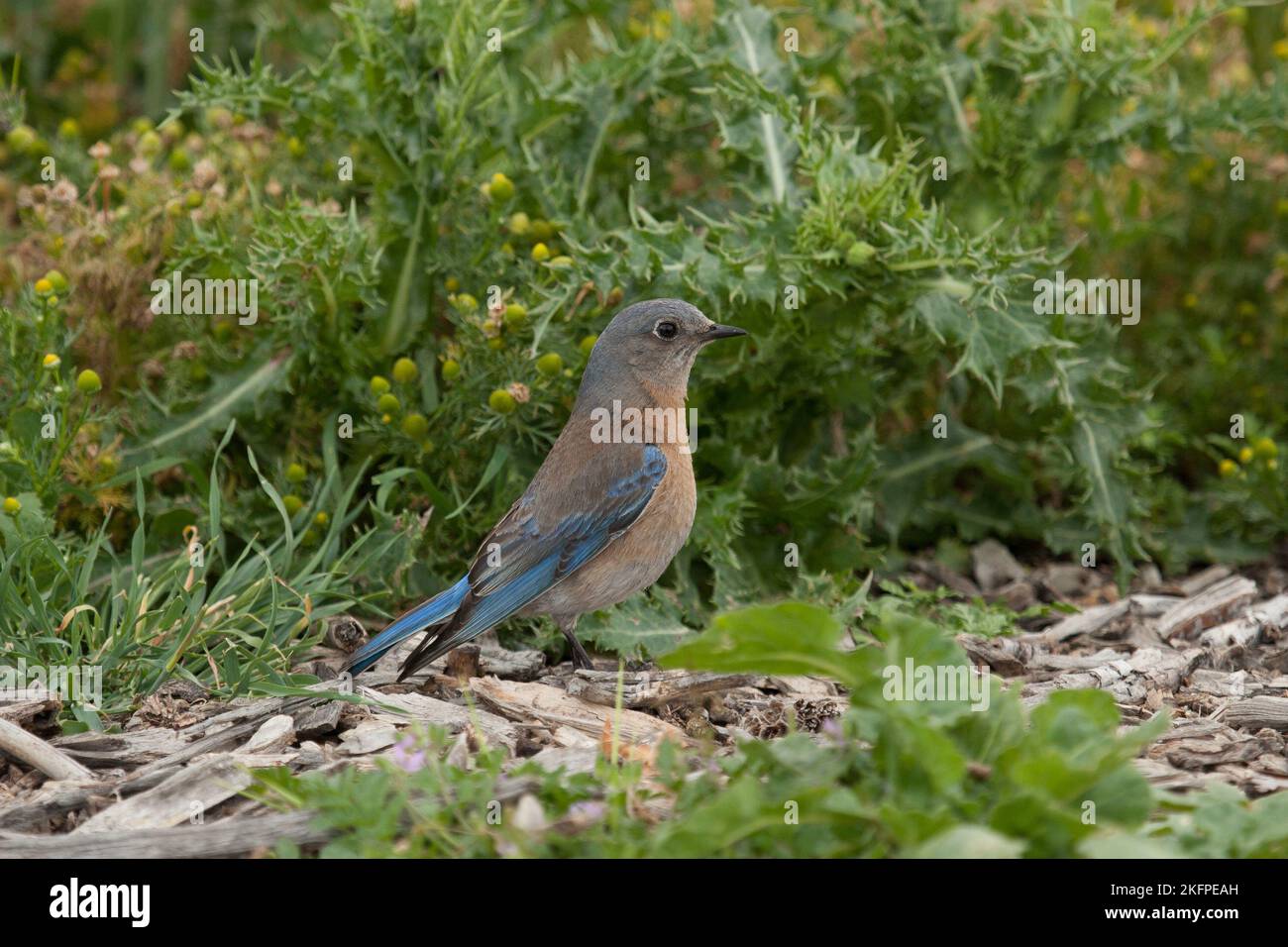 Western Bluebird immature female Sialia mexicana Stock Photo - Alamy