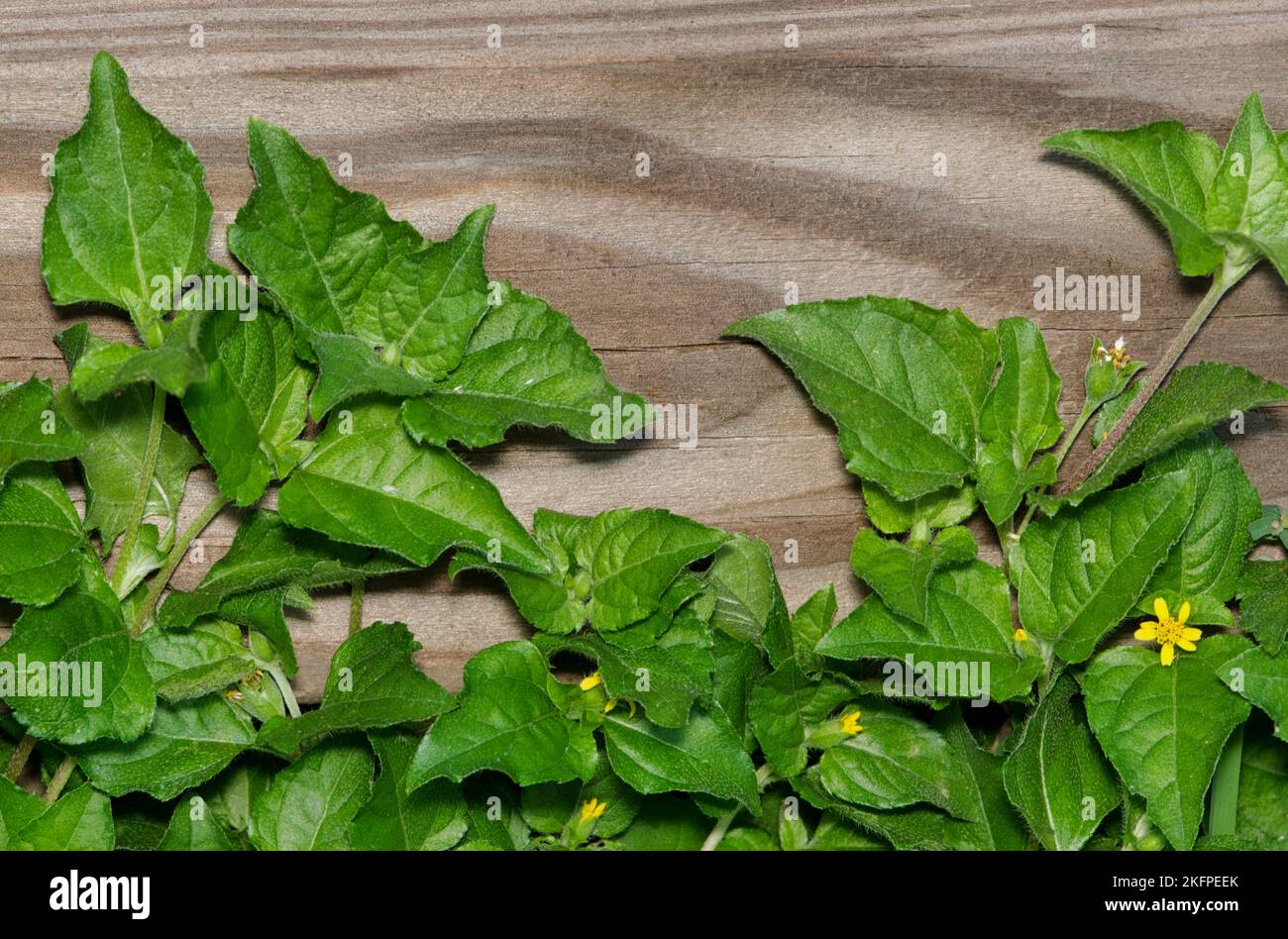 Creeping cinderella weed hi-res stock photography and images - Alamy