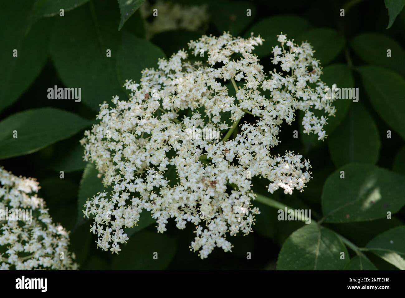 elderflower, black lilac flowers Stock Photo - Alamy