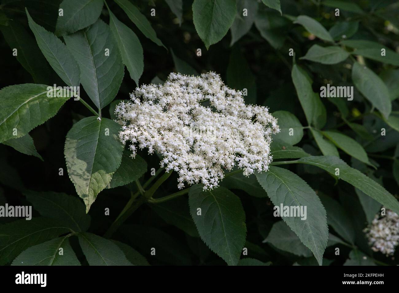 elderflower, black lilac flowers Stock Photo - Alamy