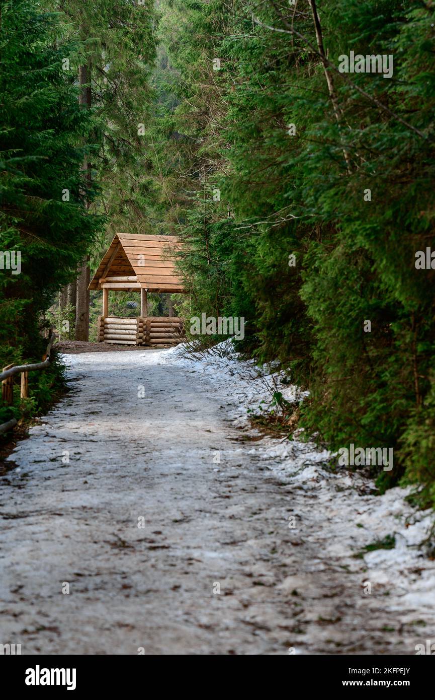 Forest trail with a fence, hiking in the woods, the Ukrainian ...